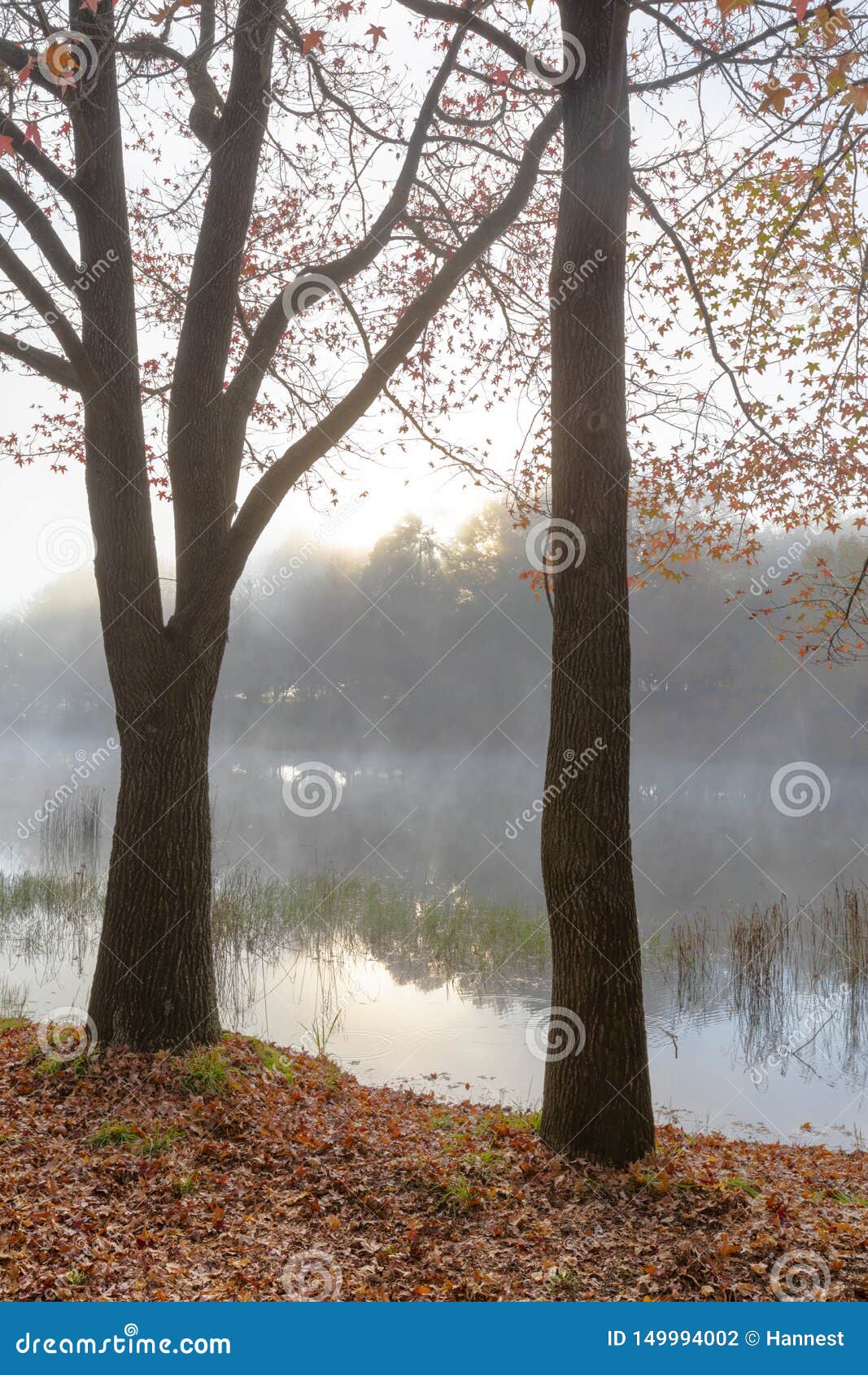 Autumn Leaves on the Ground with Mist on the Water Stock Photo - Image ...