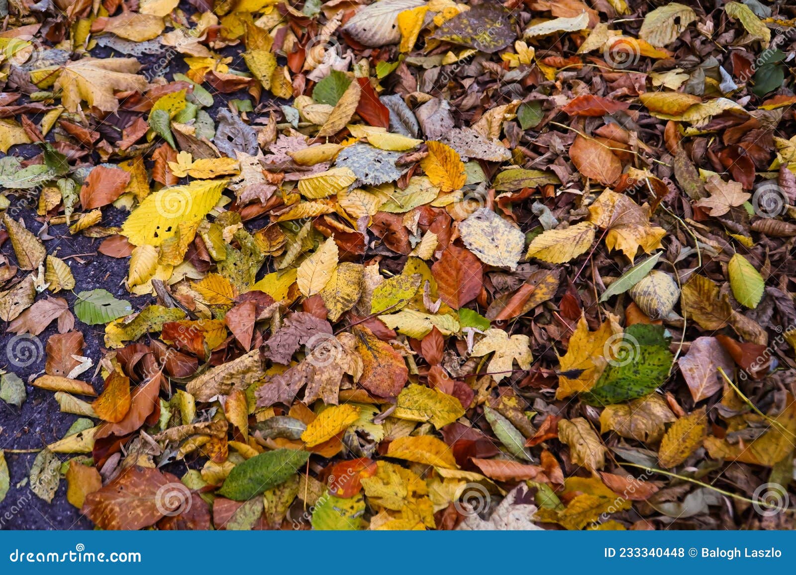 Autumn Leaves on the Ground, Multicolored Leaves , Autumn Background ...