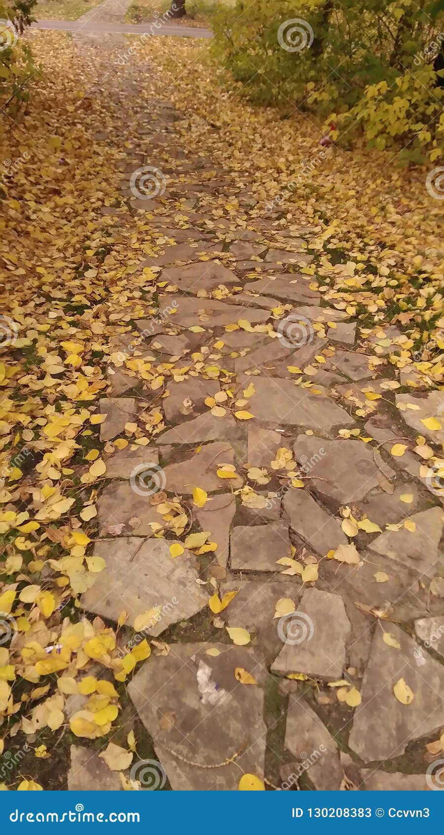 Autumn Leaves on the Ground Stock Image - Image of panoramic ...