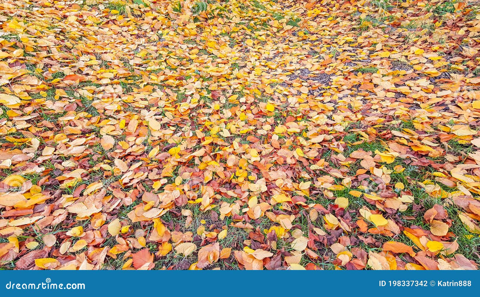 Autumn Leaves on the Ground Stock Photo - Image of color, october ...