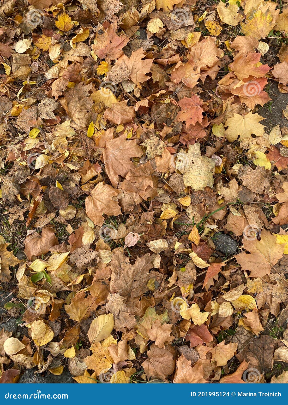 Autumn Leaves on the Ground, Texture Stock Photo - Image of background ...