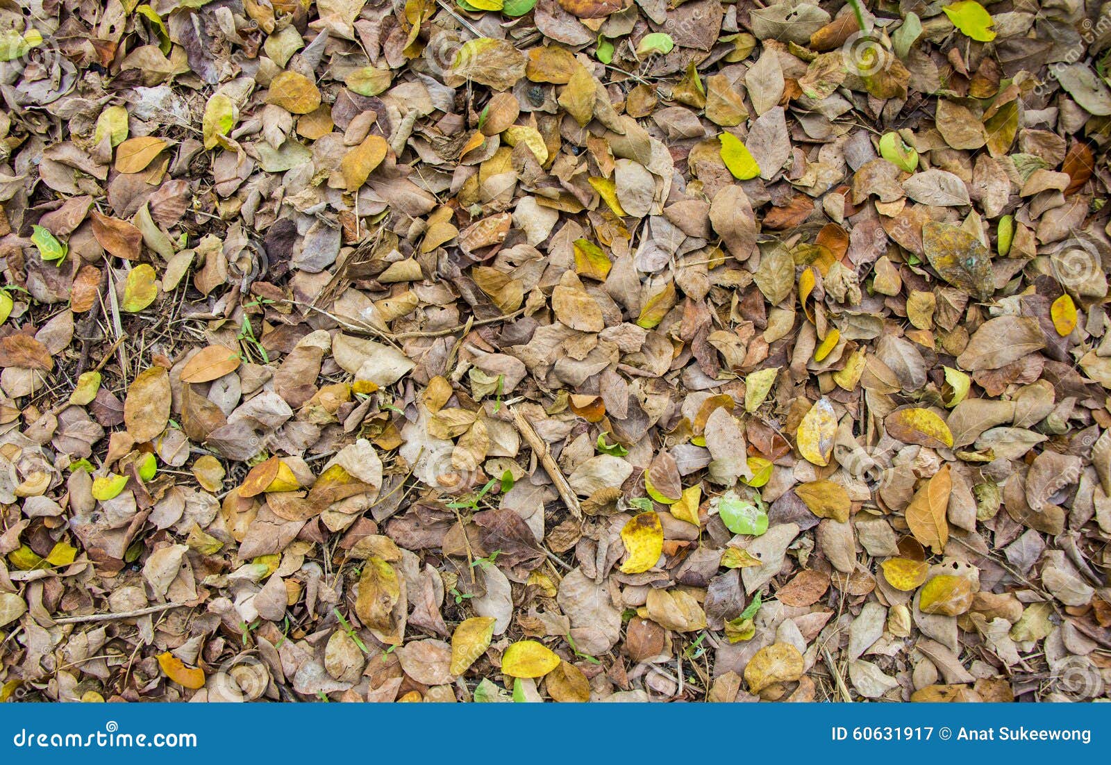 Autumn Leaves Ground Texture Stock Image - Image of life, detail: 60631917