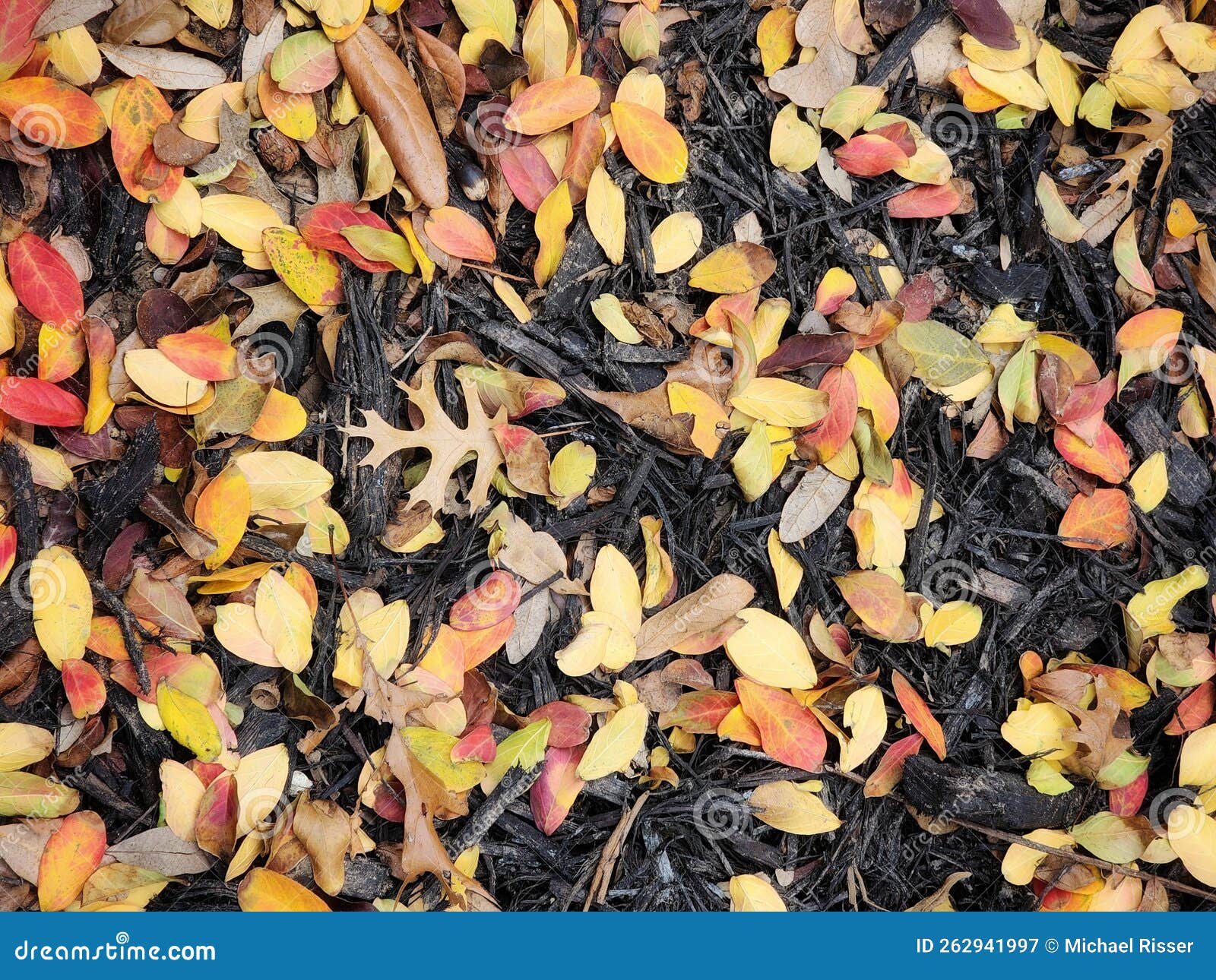Autumn Leaves on the Ground in Vibrant Fall Colors Stock Image - Image ...