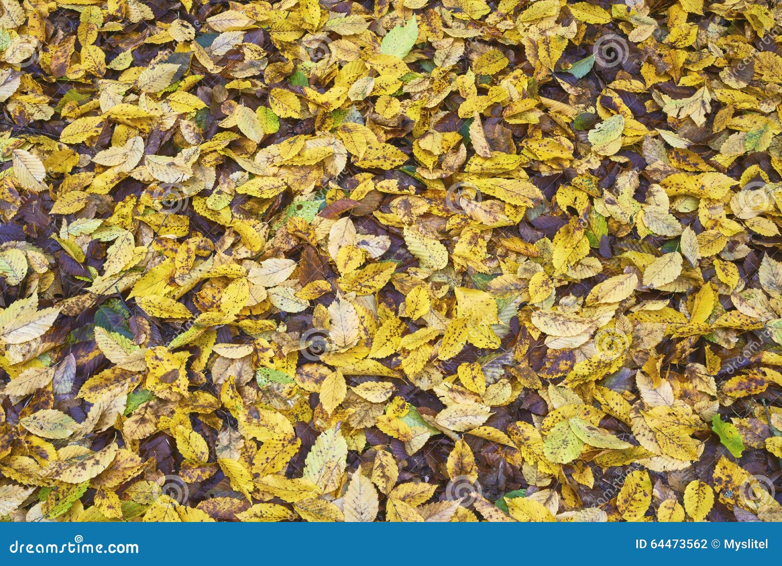 Autumn Leaves on the Ground Stock Photo - Image of outdoor, nature ...