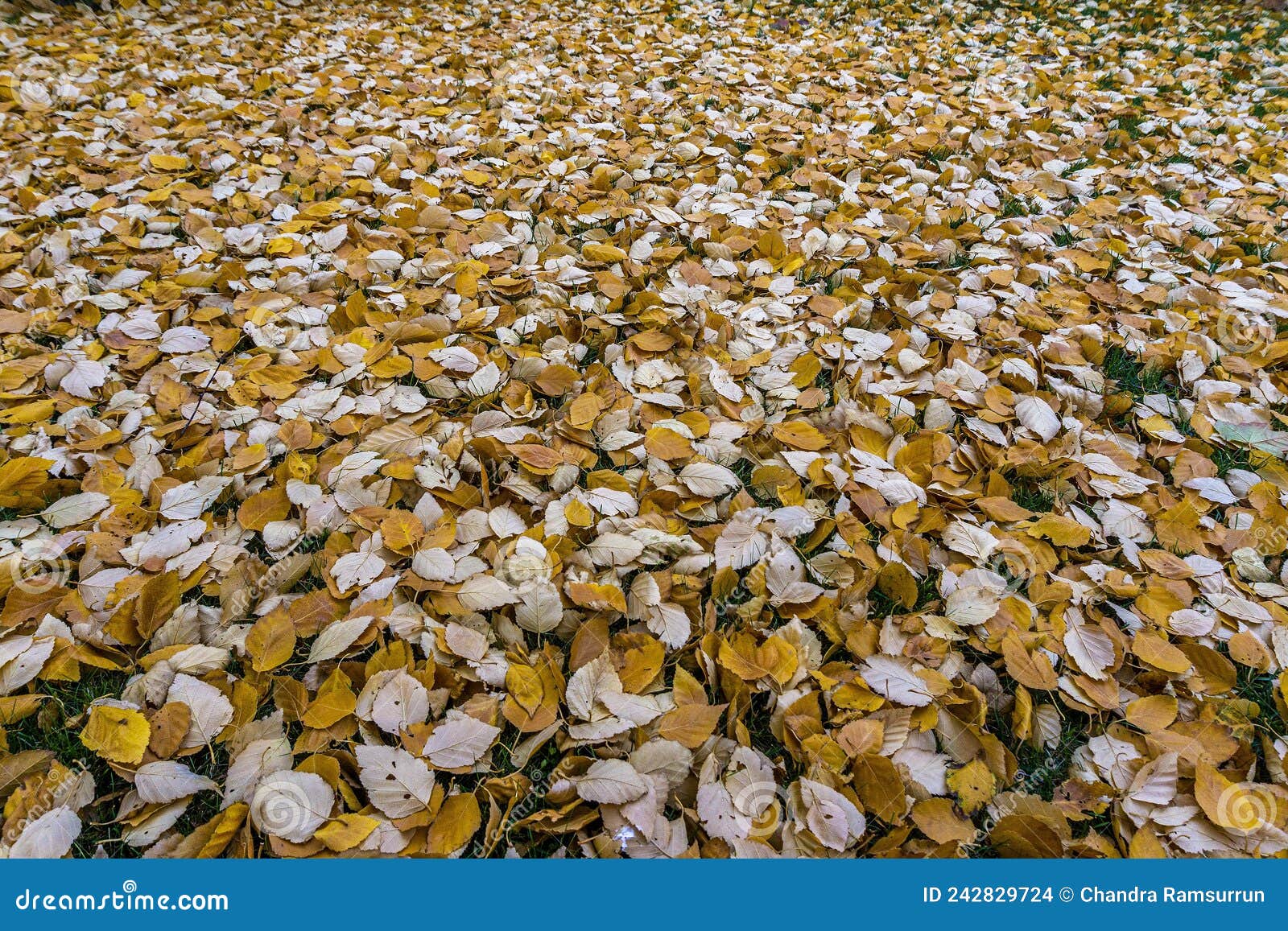 Autumn Leaves on the Ground Stock Photo - Image of backdrop, plant ...