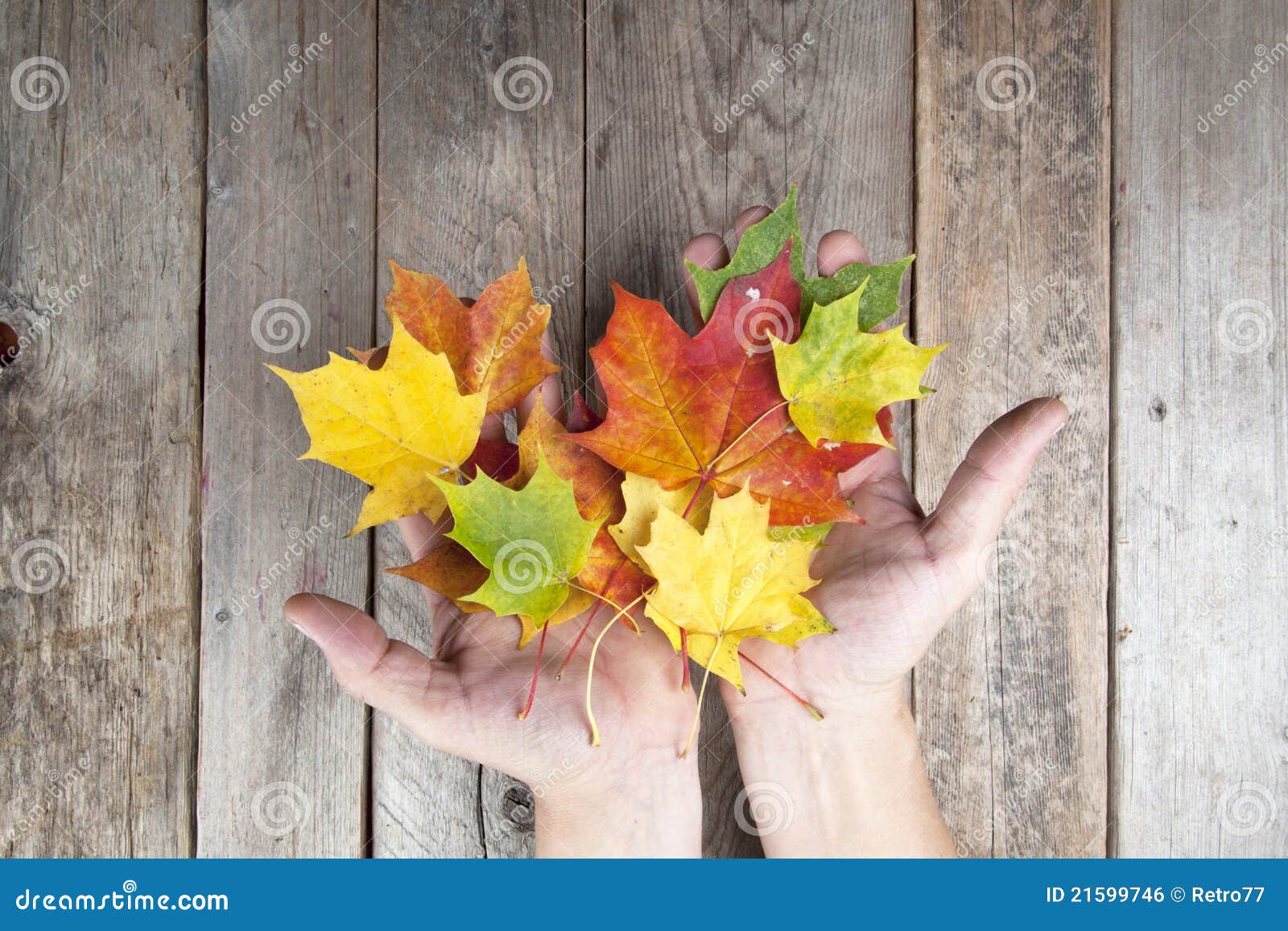 Autumn leaves on a hand stock photo. Image of nature - 21599746