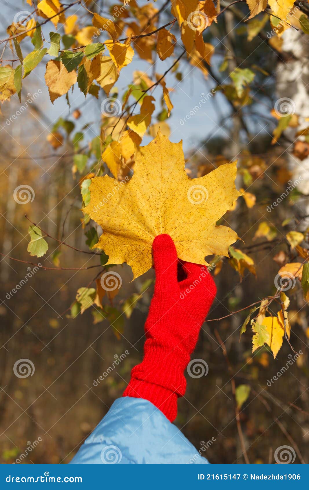 Autumn leaves in hand stock image. Image of fall, closeup - 21615147