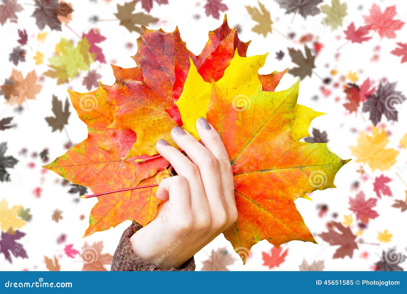 Autumn leaves in the hand stock image. Image of adult - 45651585