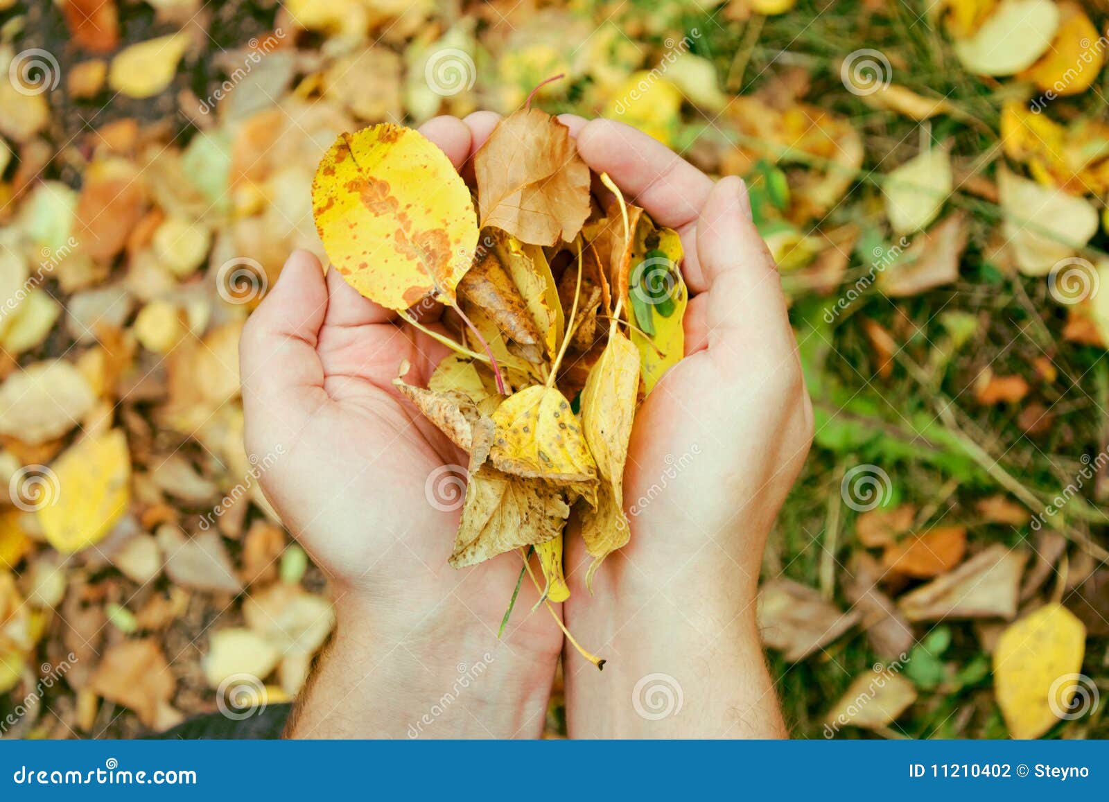 Autumn leaves in the hands stock photo. Image of defocused - 11210402