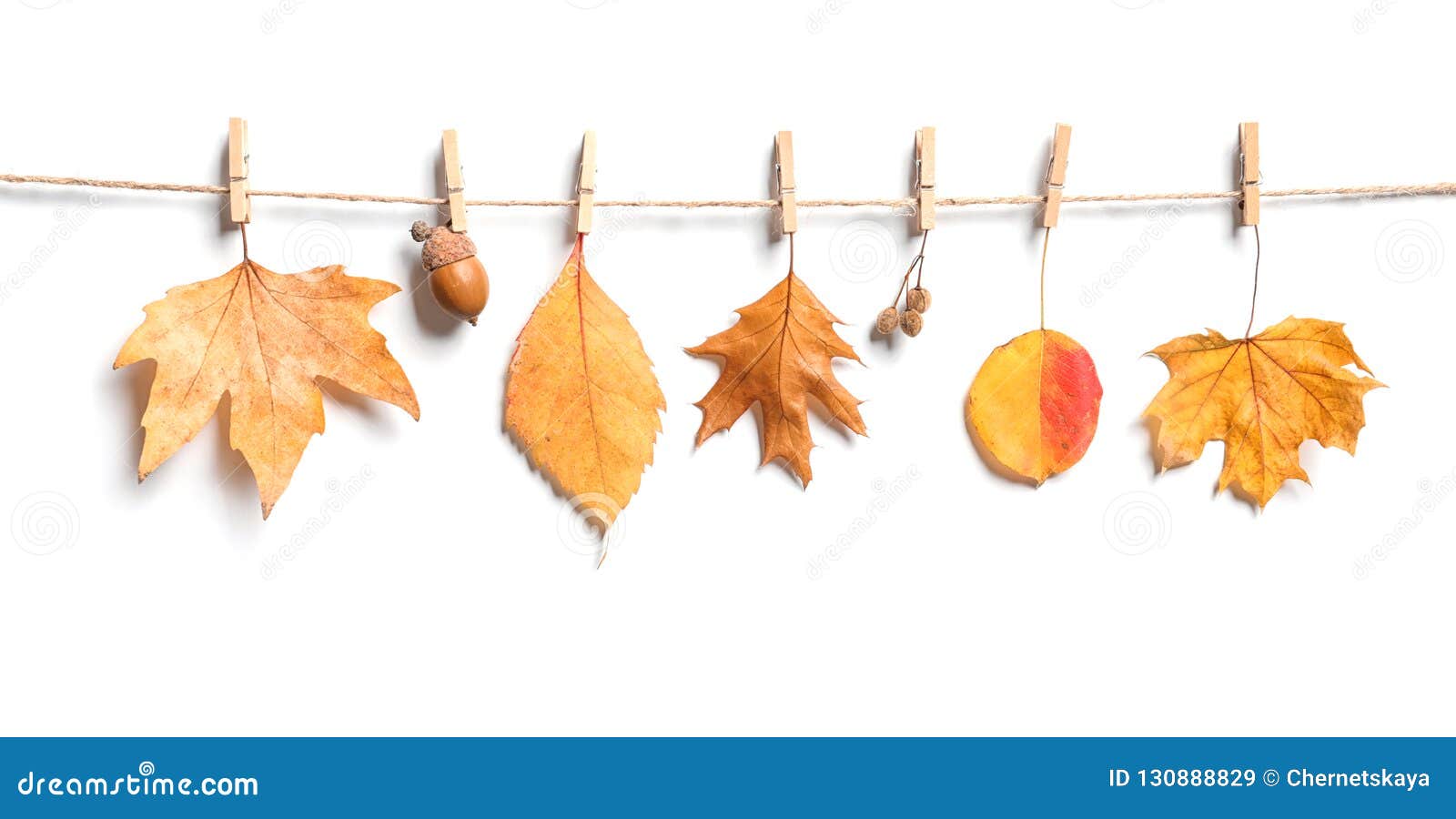 Autumn Leaves Hanging on Rope Against White Background Stock Image ...