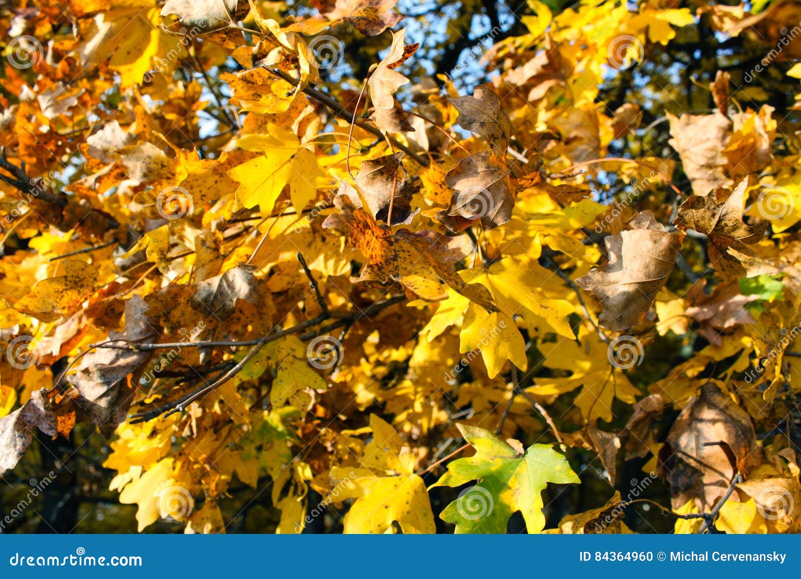 Autumn Leaves Hanging on Tree Stock Photo - Image of abstract, leaf ...