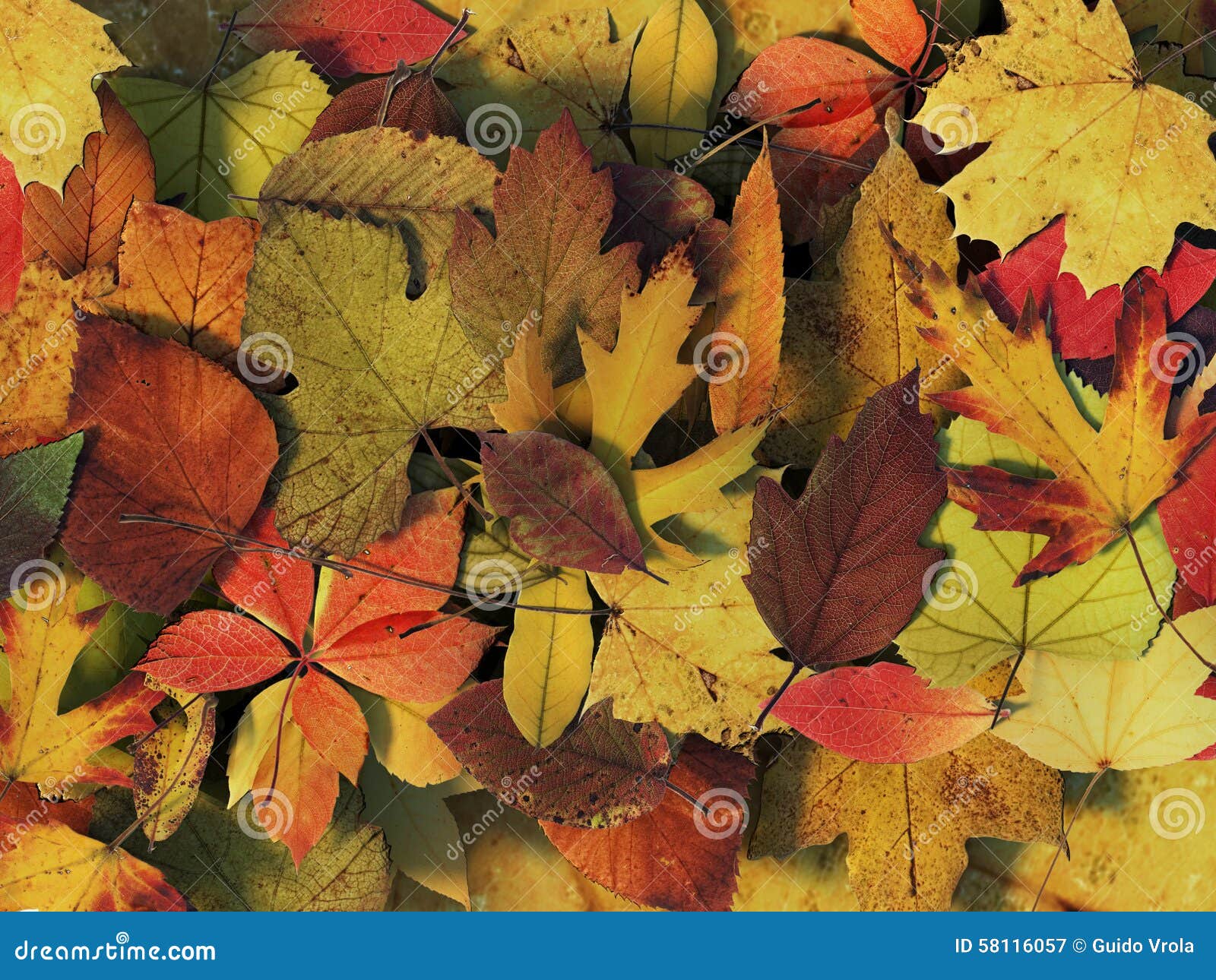 Autumn Leaves stock image. Image of autumn, nature, foliage - 58116057