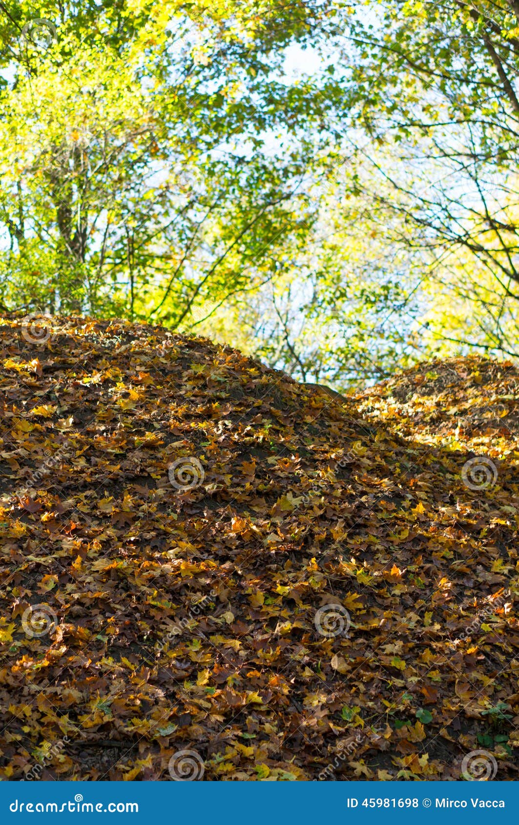 Autumn leaves hill stock photo. Image of biome, leaves - 45981698