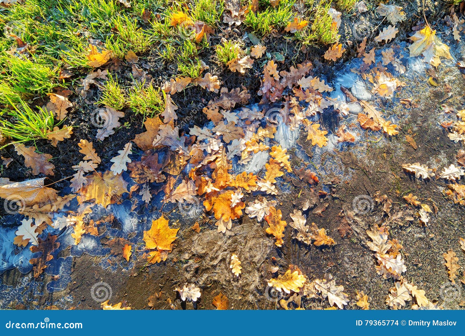Autumn leaves and ice stock photo. Image of frozen, white - 79365774