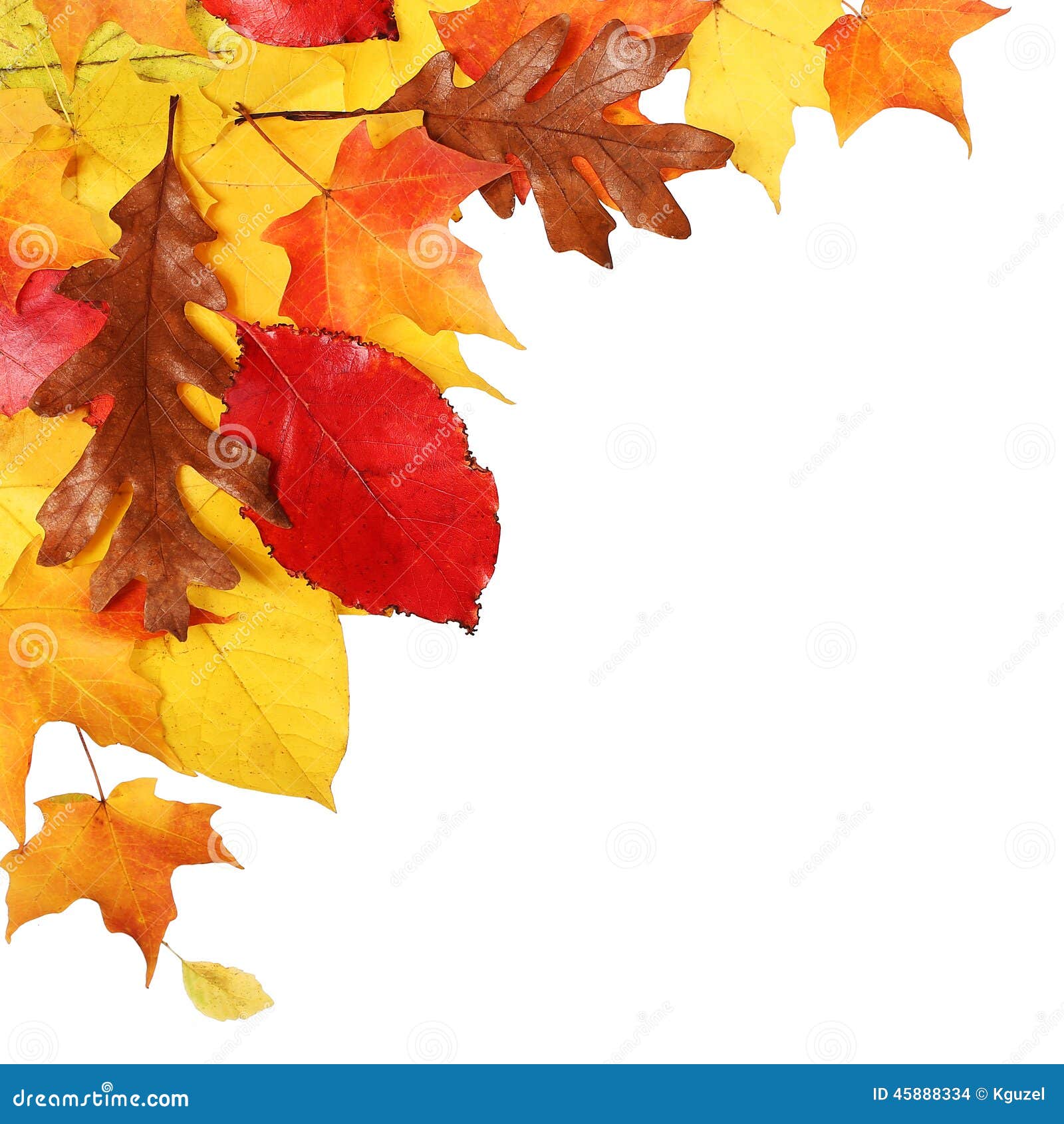 Autumn Leaves Isolated. Fall Stock Photo - Image of seasonal, orange ...