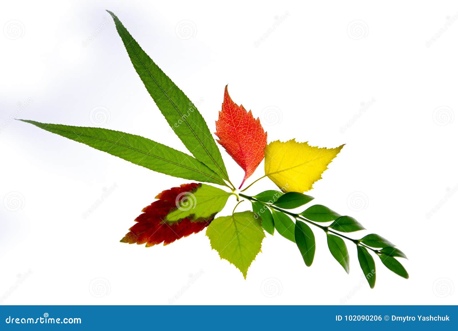 Autumn Leaves Isolated on the White Background Stock Photo - Image of ...