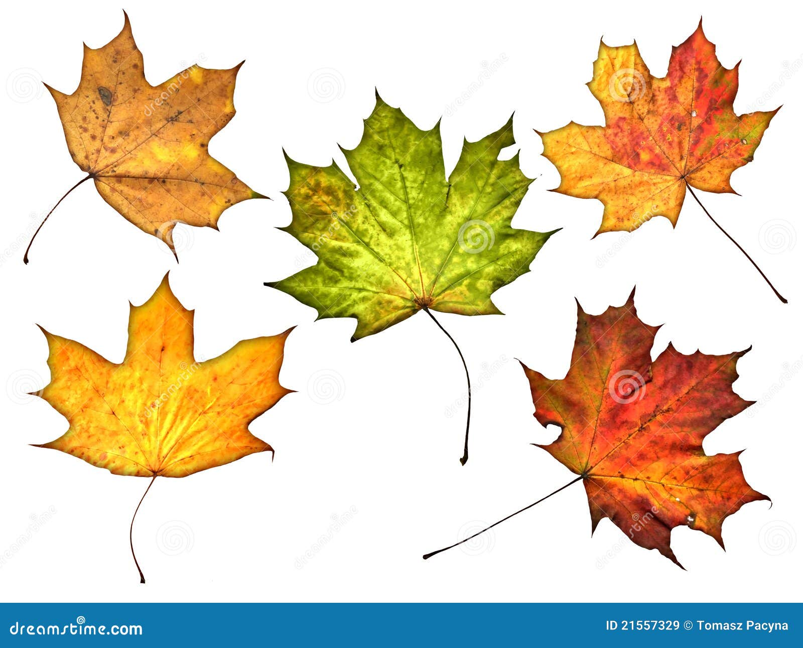 Autumn Leaves Isolated on White Background Stock Illustration ...