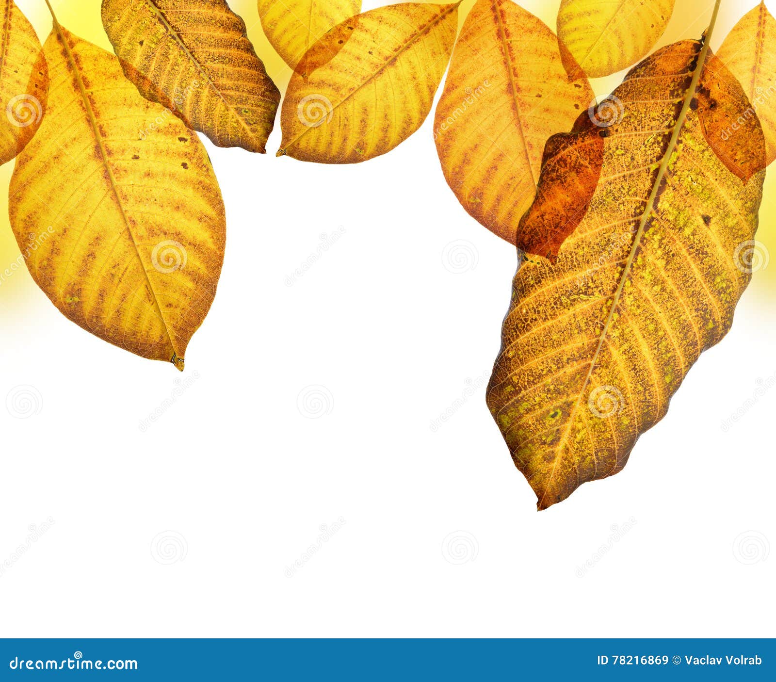 Autumn leaves stock image. Image of branch, fall, tree - 78216869