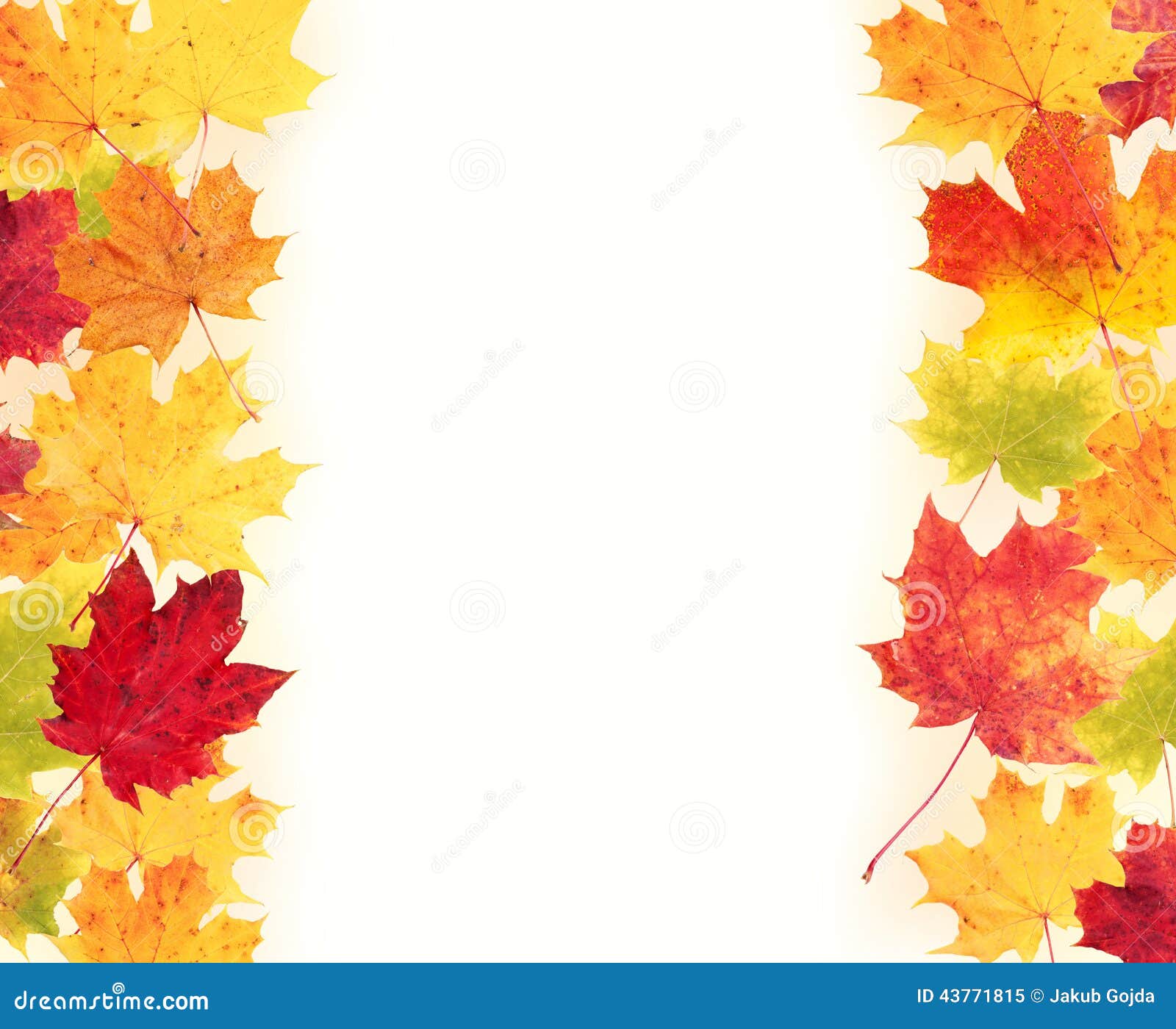 Autumn Leaves Isolated on White Background Stock Image - Image of ...
