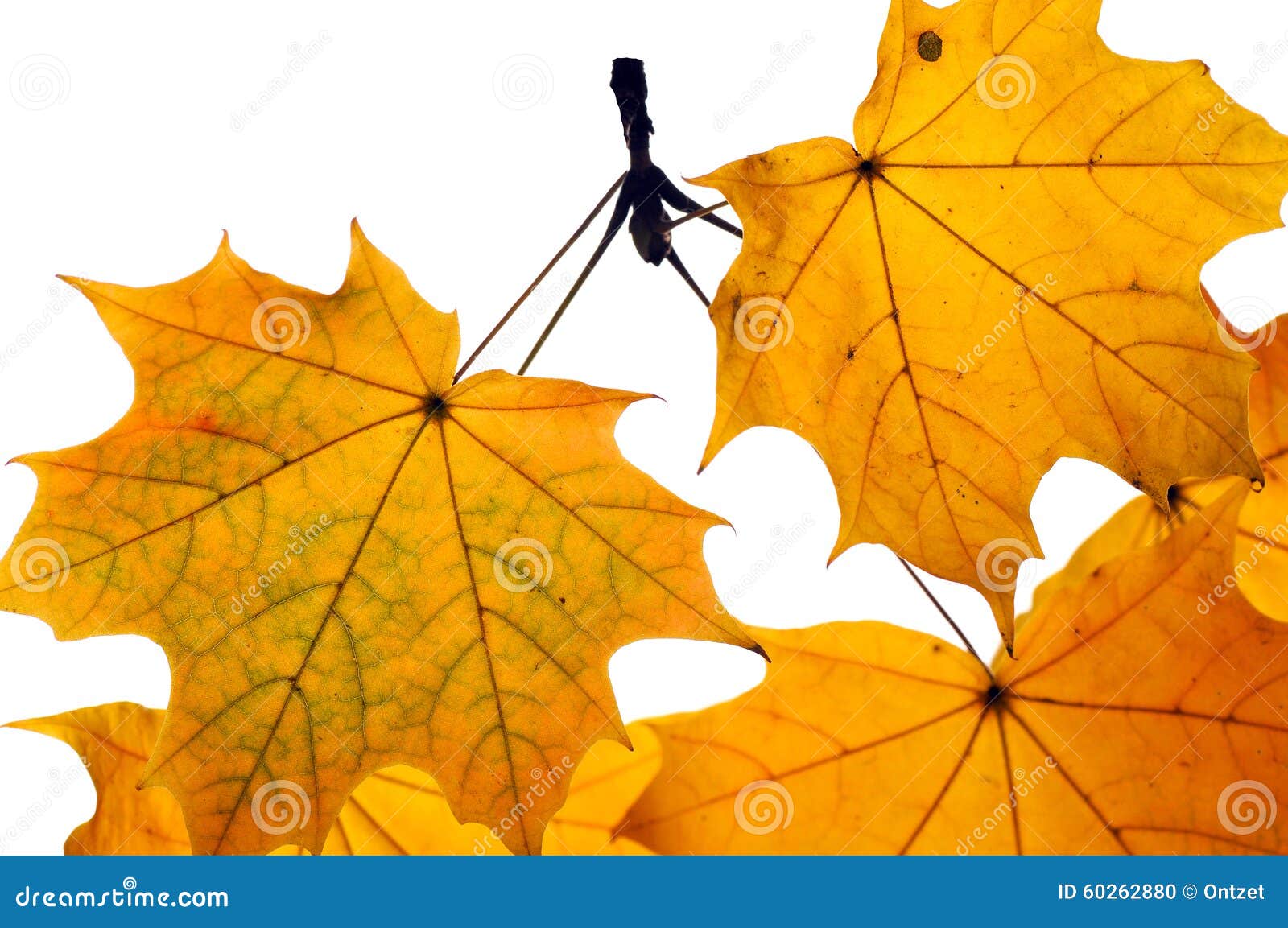 Autumn Leaves Isolated on White Background Stock Photo - Image of leave ...
