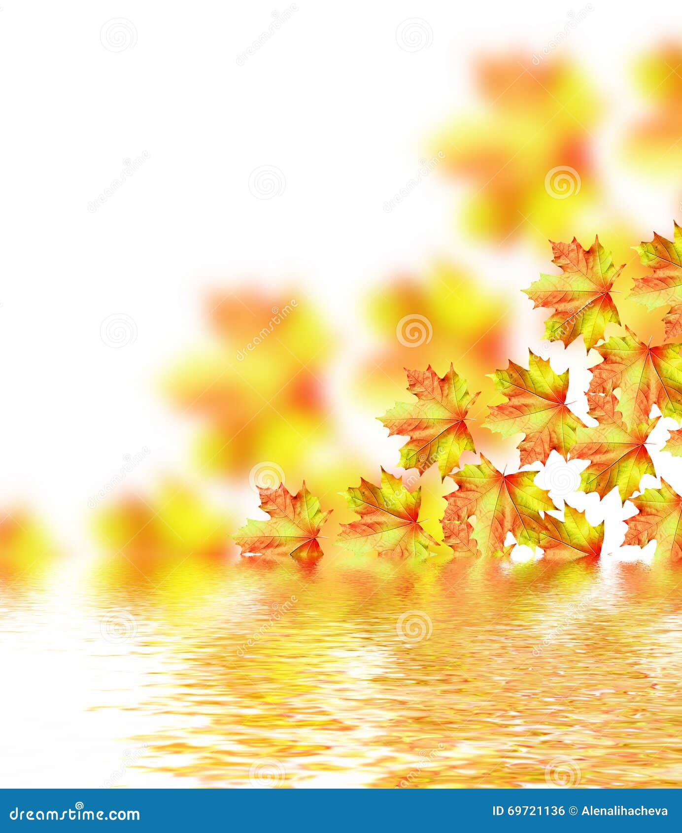 Autumn Leaves Isolated on White Background. Stock Photo - Image of ...