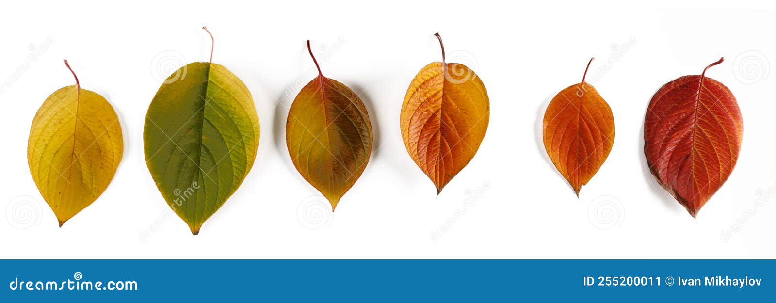 Autumn Leaves Isolated on White Stock Image - Image of environmental ...