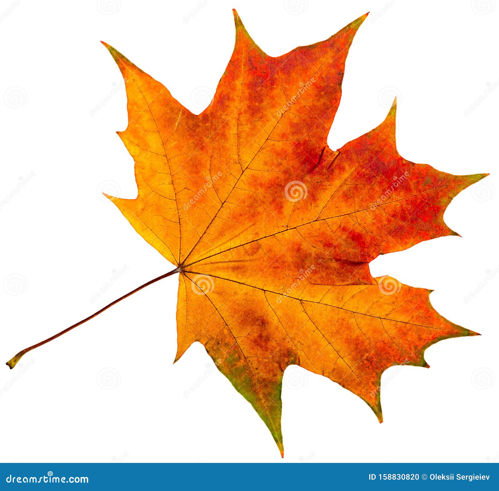 Autumn leaves Isolation stock photo. Image of golden - 158830820