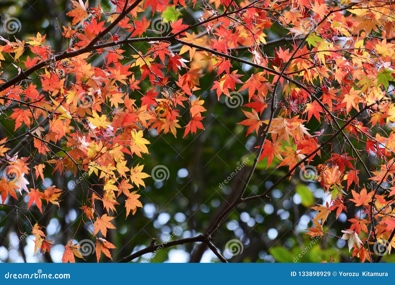 Autumn leaves in Japan stock image. Image of leaves - 133898929
