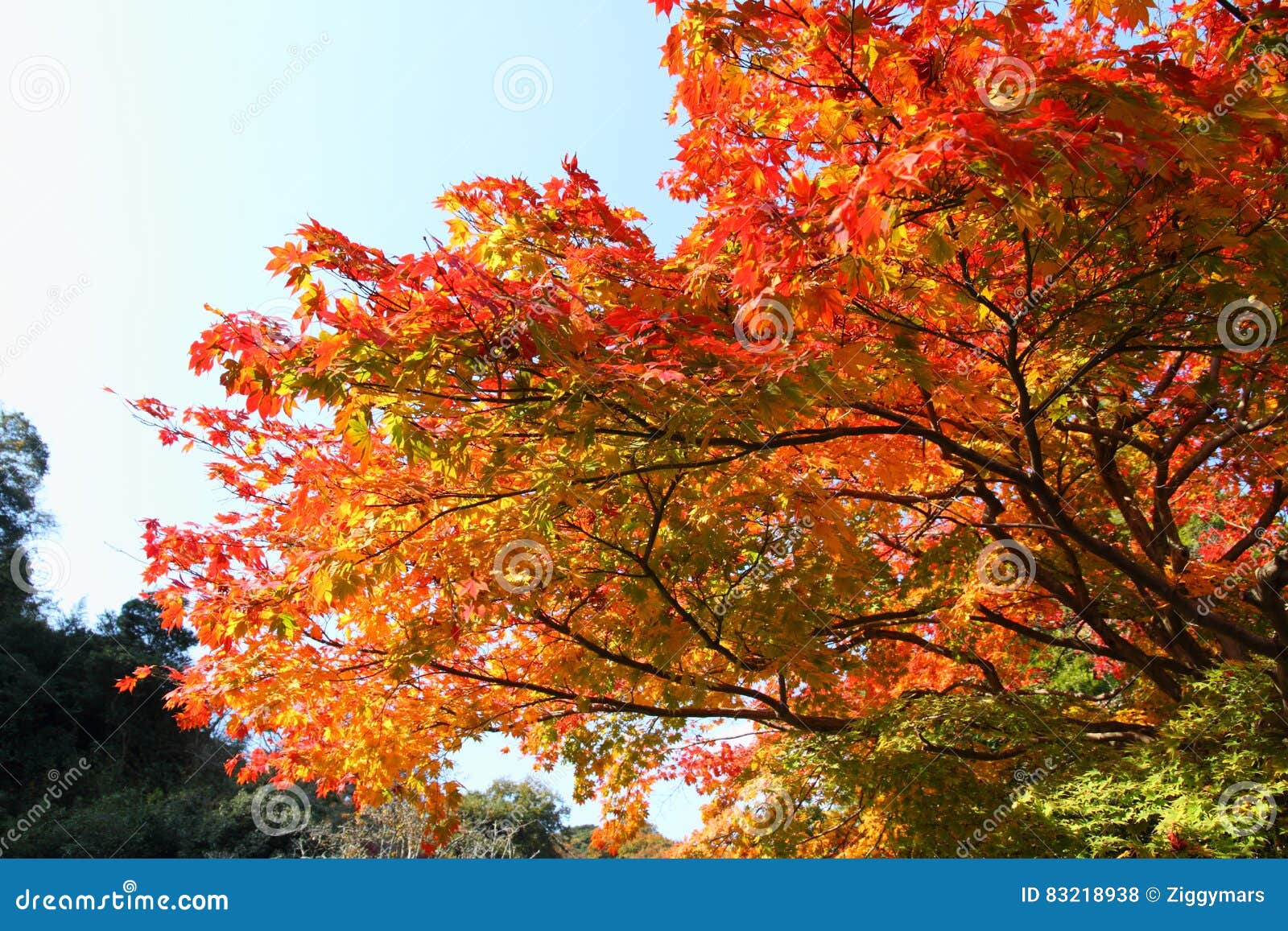 Autumn leaves in Japan stock photo. Image of leaves, color - 83218938