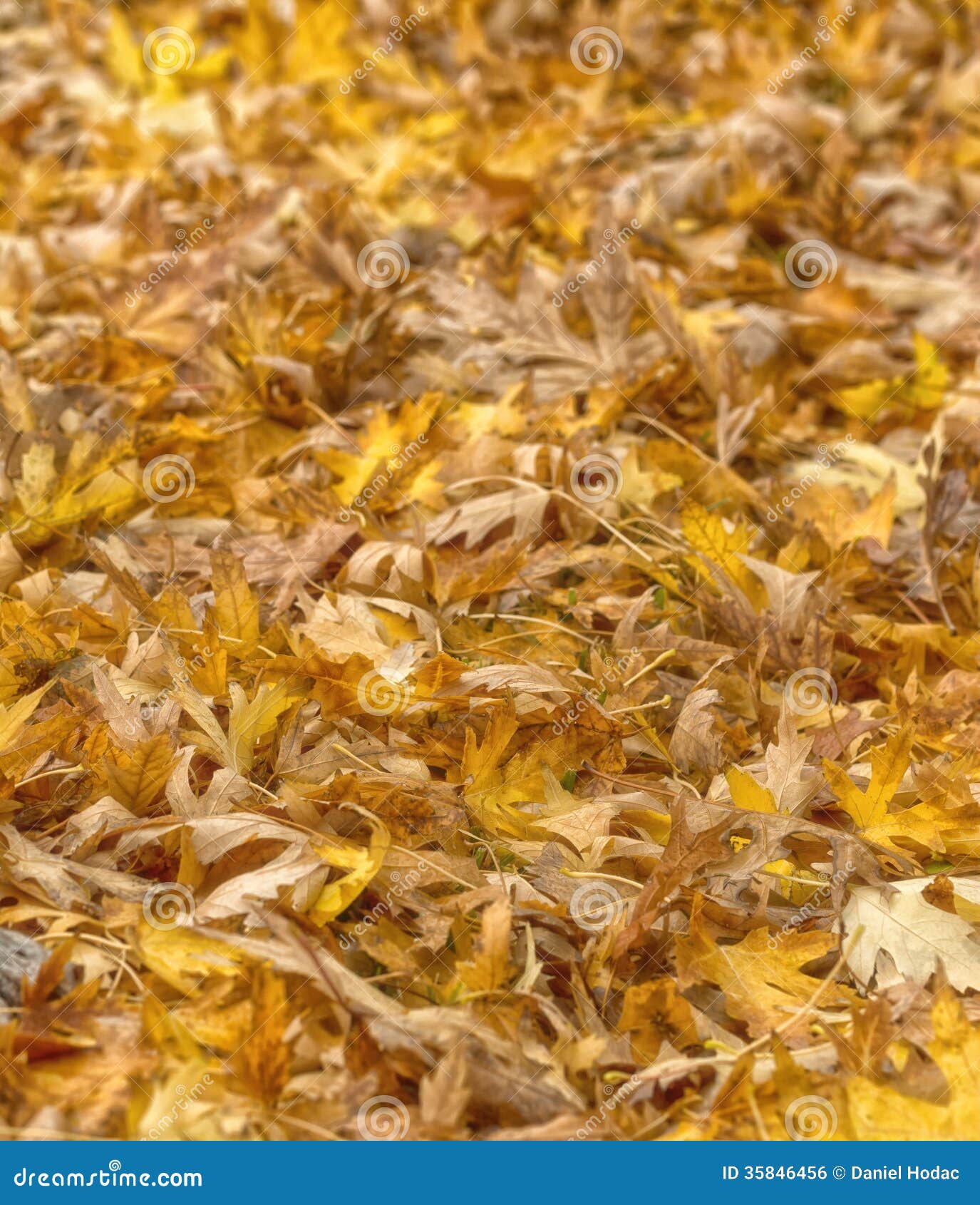 Autumn leaves on the land. stock photo. Image of maple - 35846456