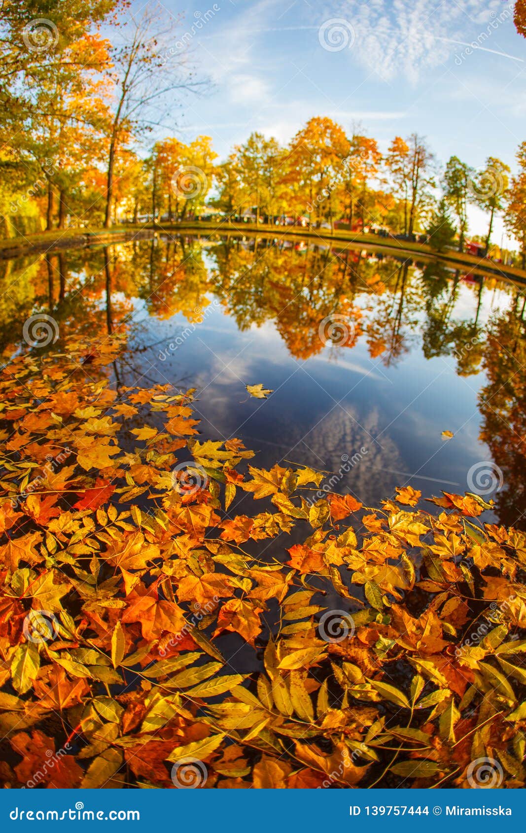 Autumn Leaves on the Water. Autumn Landscape Stock Photo - Image of ...
