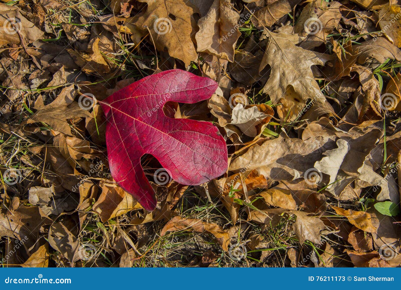 Autumn Leaves with Large Red Oak Leaf Stock Image - Image of autumn ...