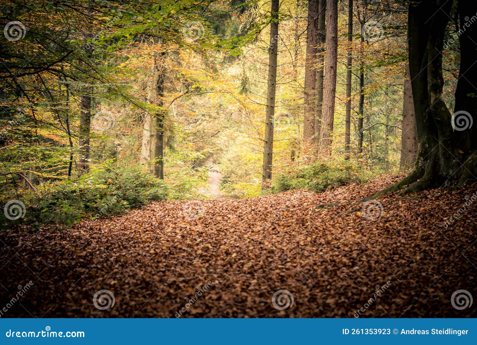 Golden autumn trees stock image. Image of fall, brown - 261353923
