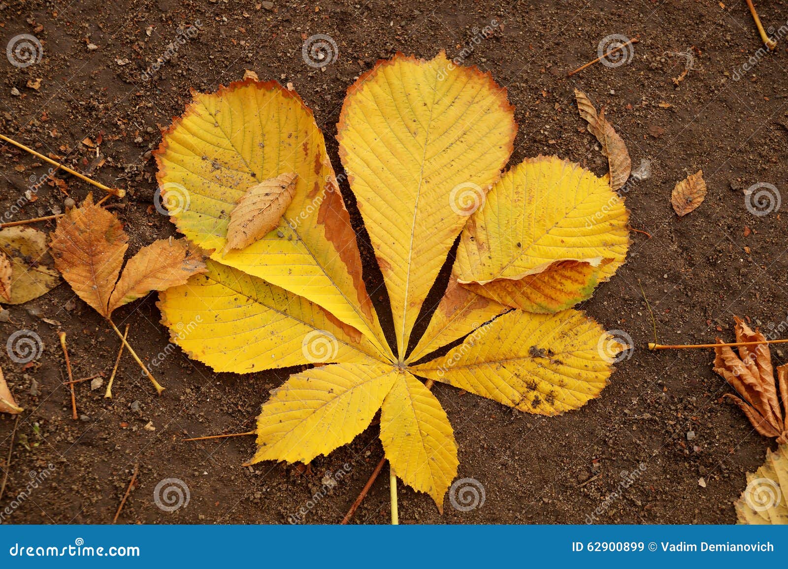 Autumn leaves stock image. Image of environment, purity - 62900899