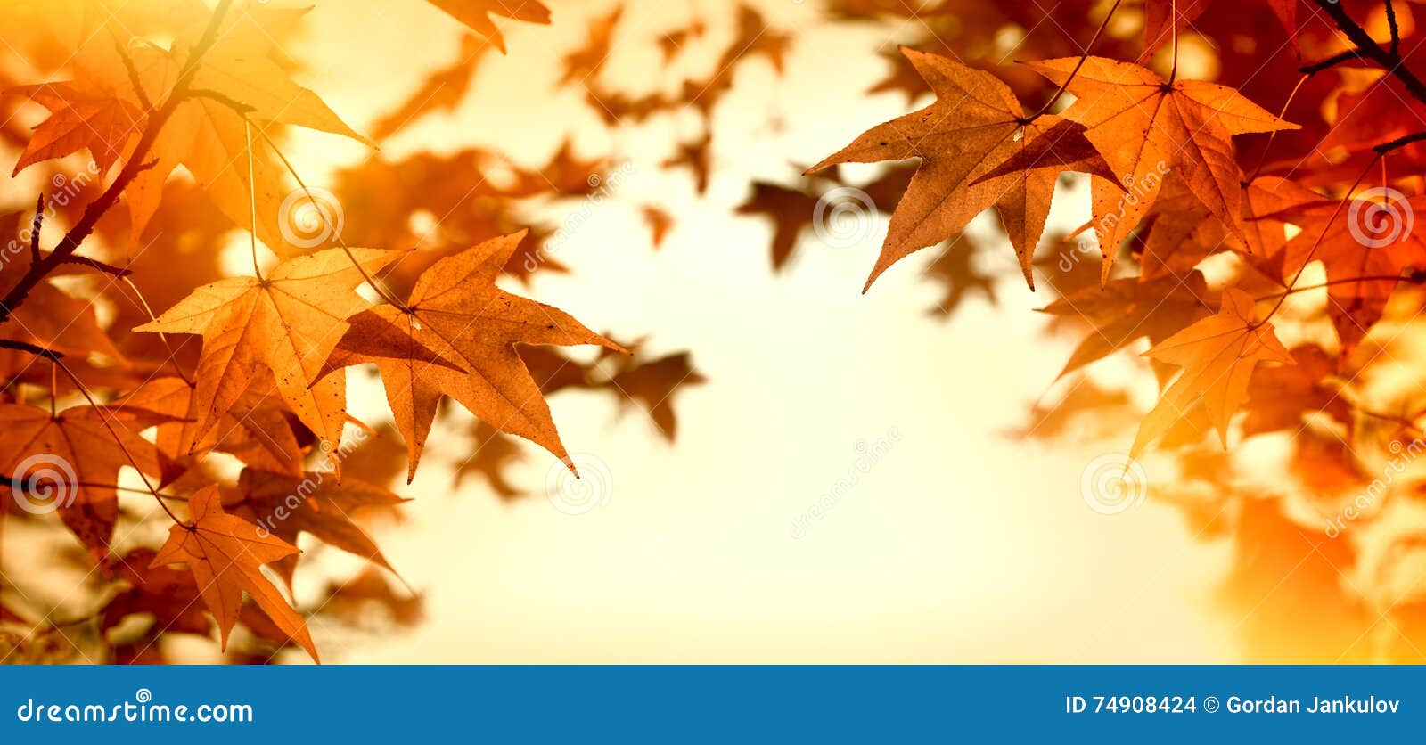 Autumn Leaves Lit by Sunlight - Sun Rays Stock Photo - Image of ...