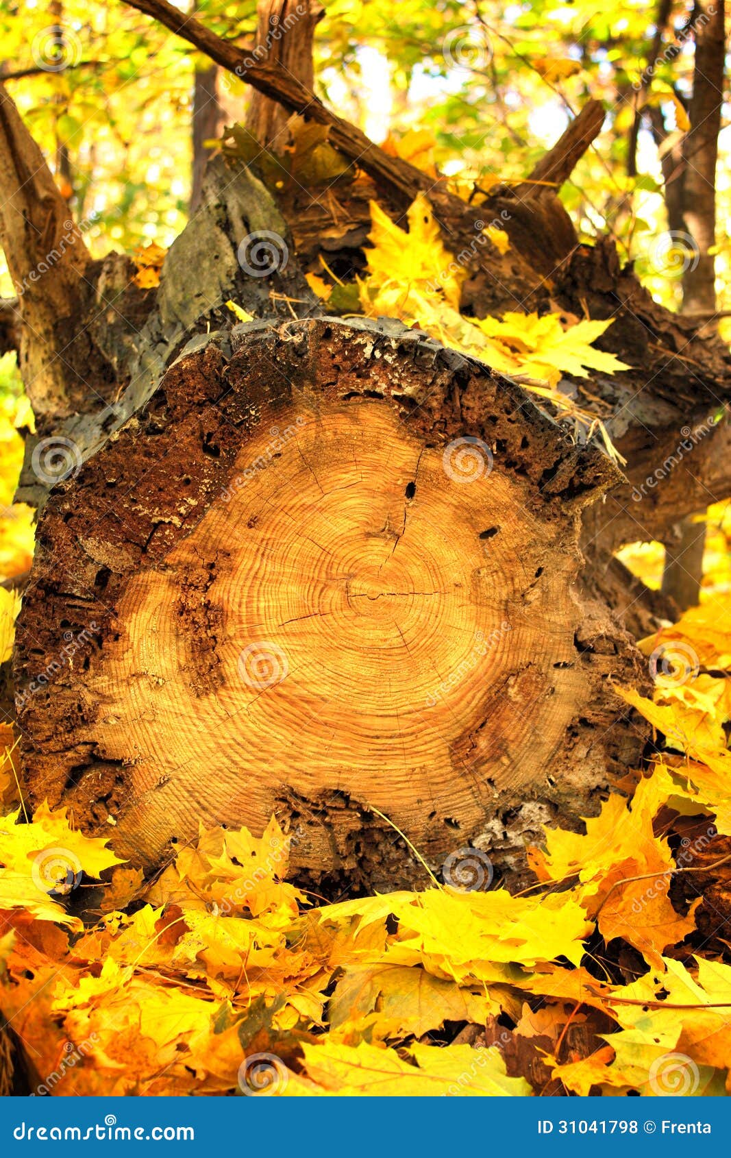 Autumn leaves and log stock photo. Image of foliage, november - 31041798