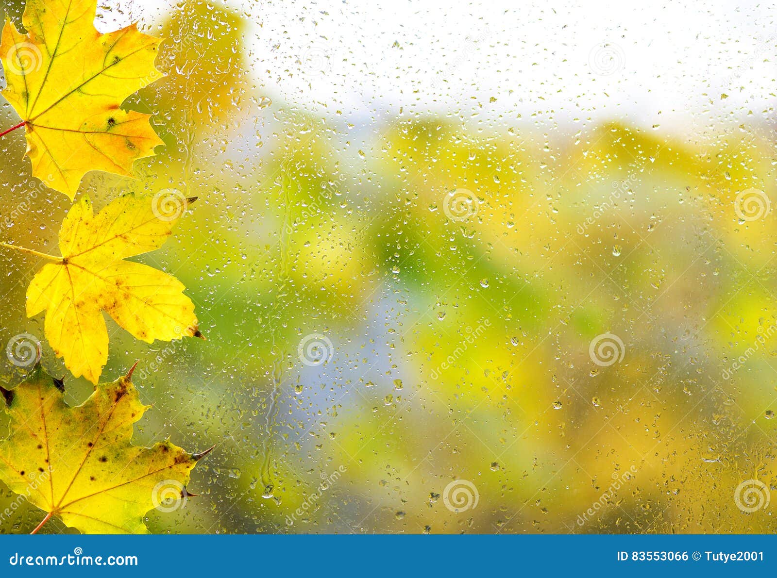 Autumn Leaves Lying on the Background of the Rainy Window Stock Photo ...