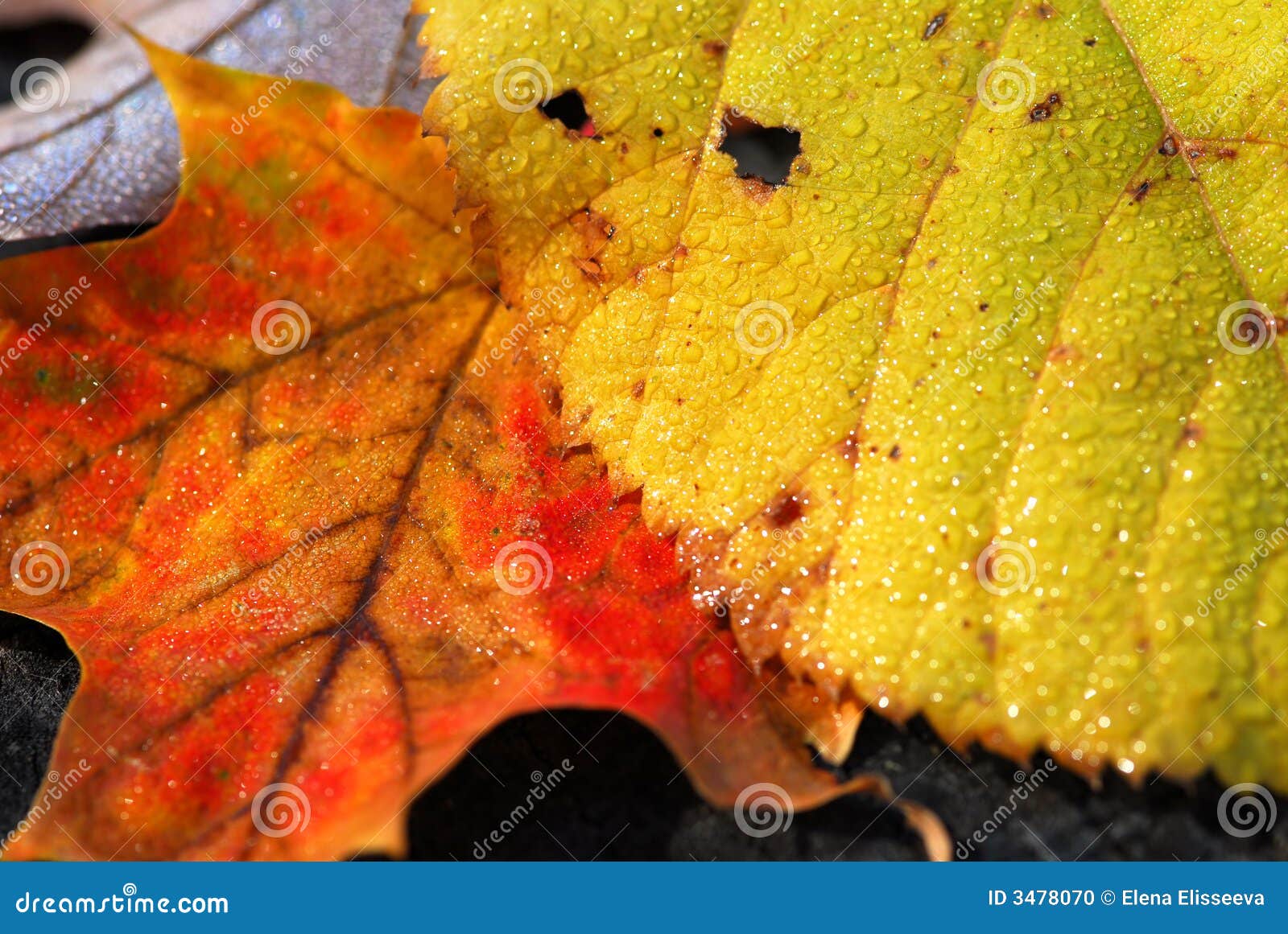 Autumn leaves macro stock photo. Image of outside, droplet - 3478070