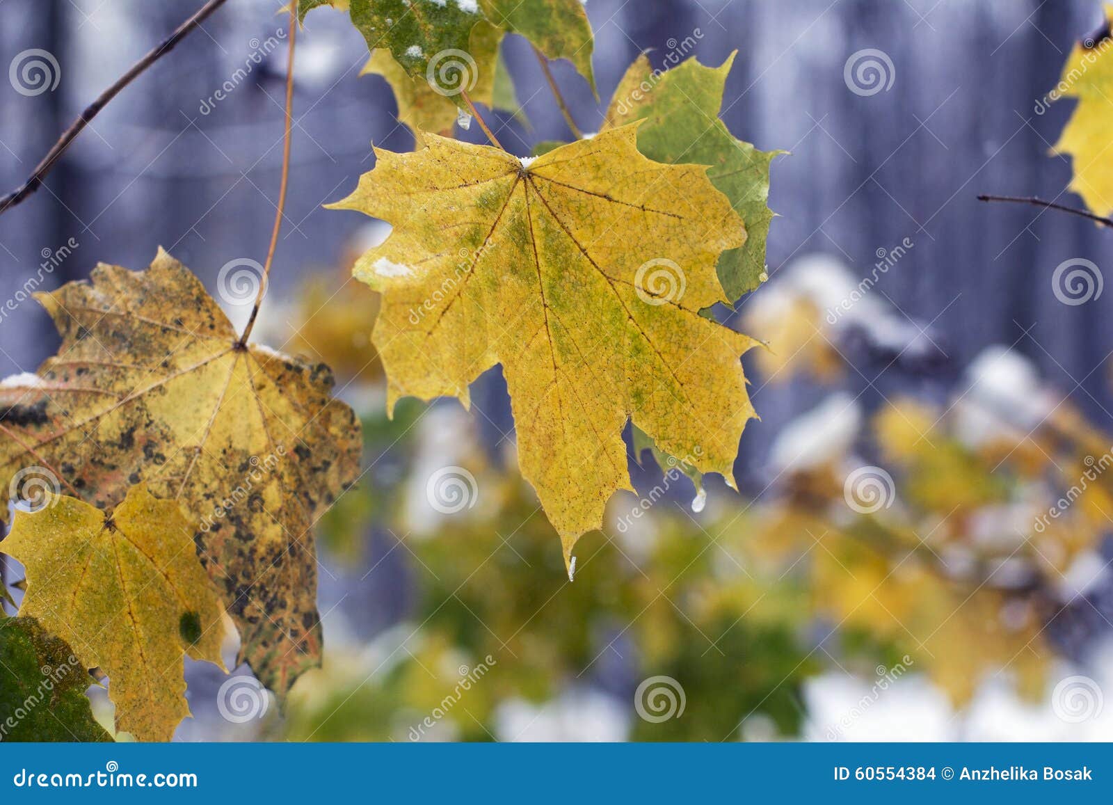 Autumn Leaves of a Maple in the Snow Stock Photo - Image of objects ...