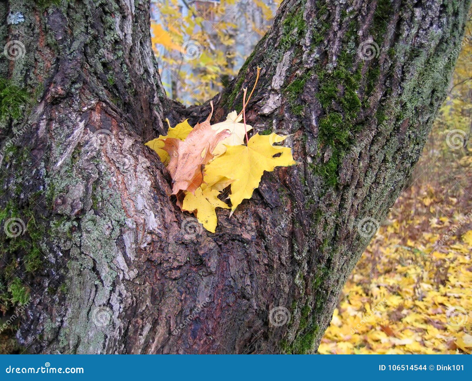 Autumn Leaves of Maple Tree Stock Photo - Image of moss, flora: 106514544