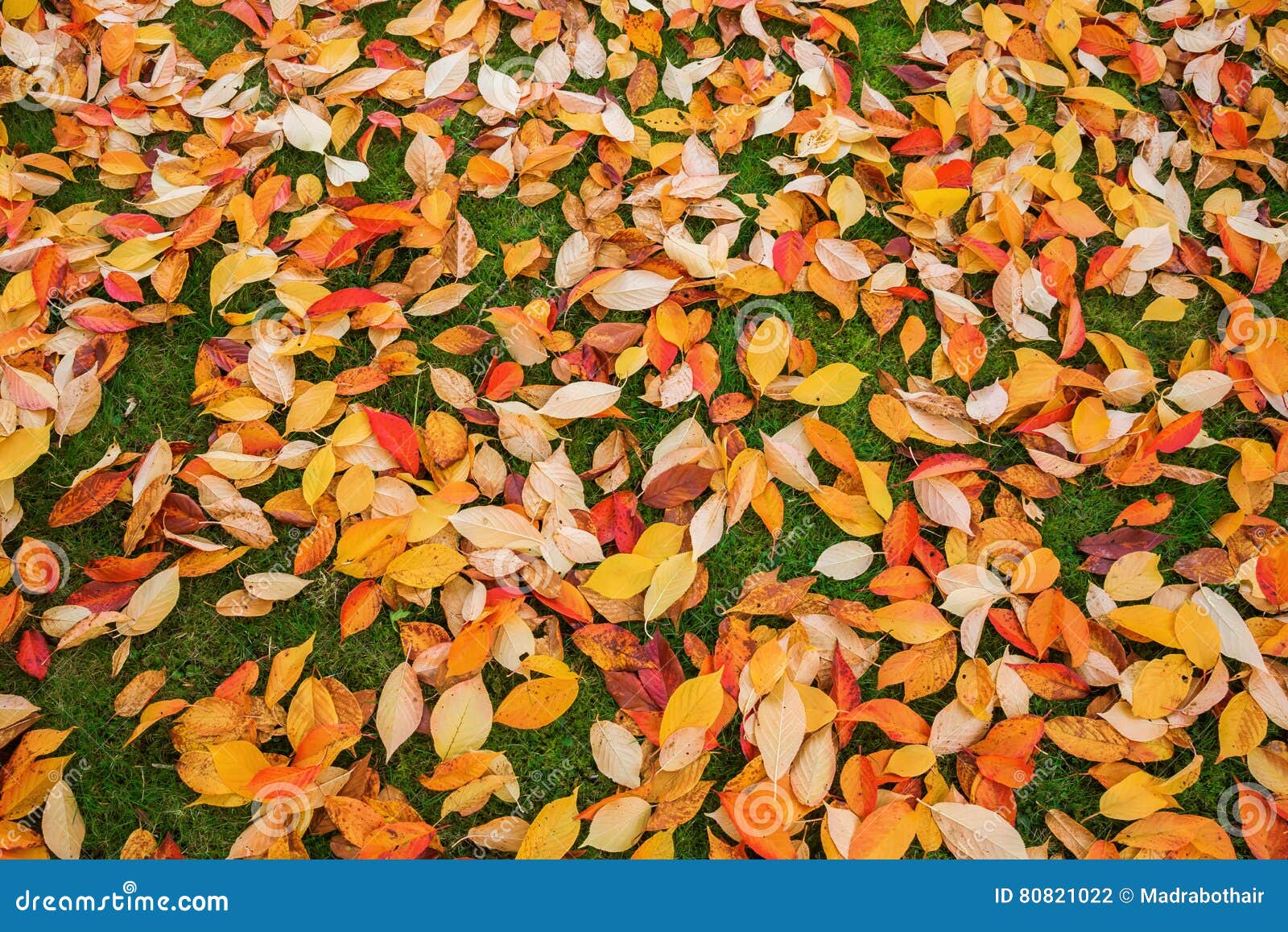 Autumn leaves on a meadow stock photo. Image of autumn - 80821022