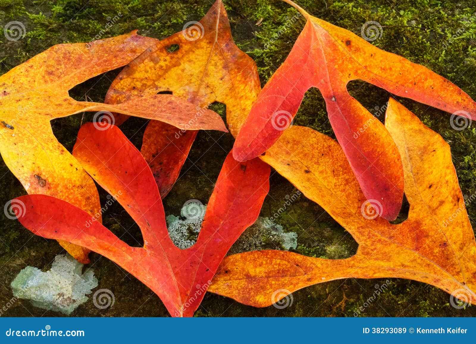 Autumn Leaves on Mossy Rock Stock Image - Image of rock, closeup: 38293089