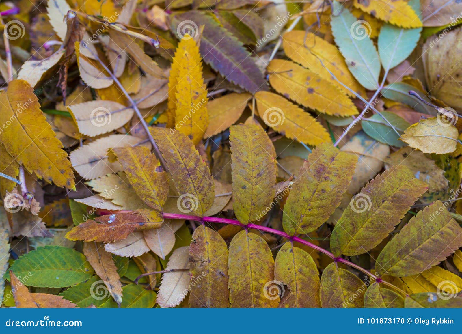 Autumn Leaves of Mountain Ash Fell on the Ground. Stock Photo - Image ...