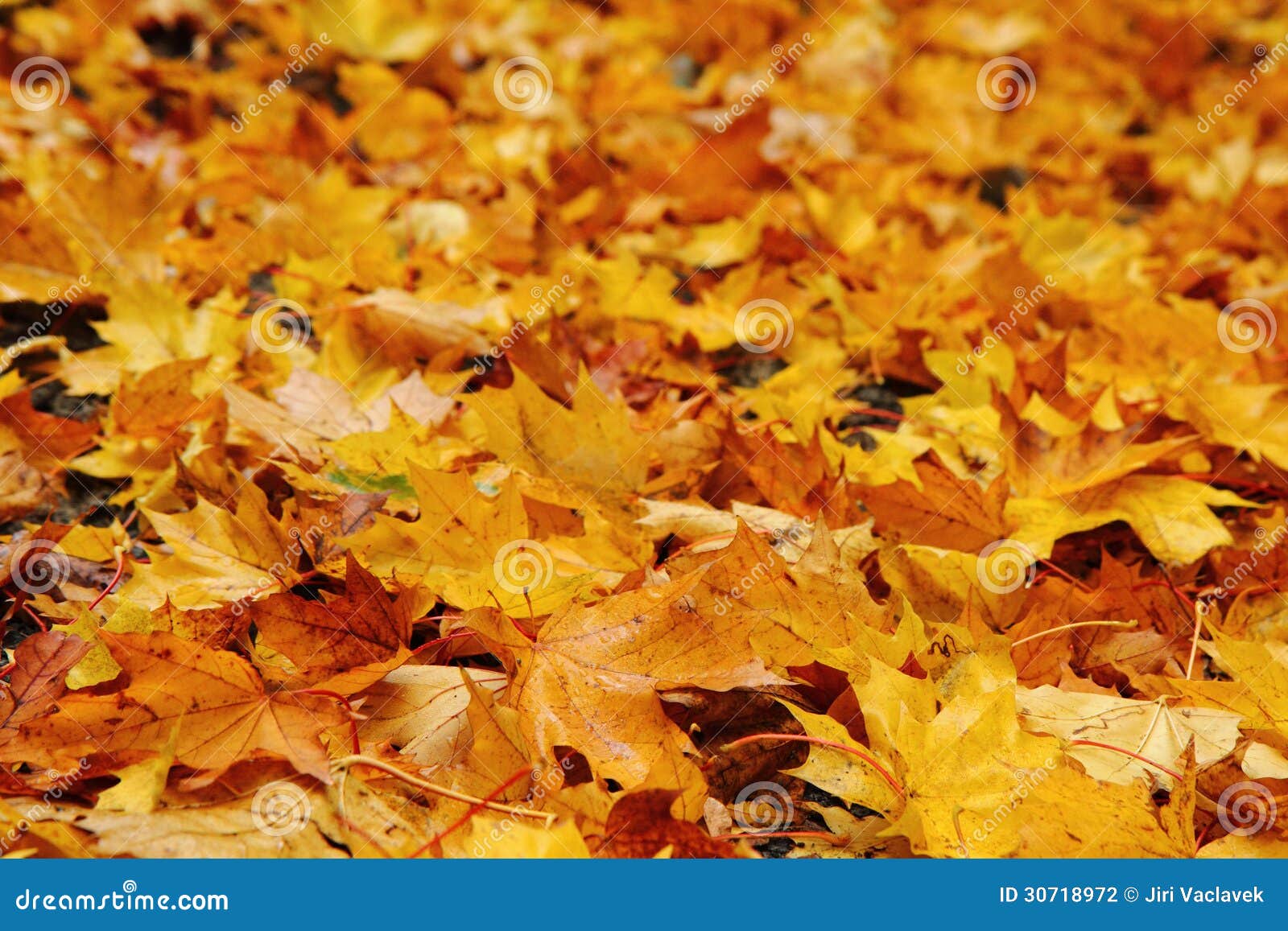 Autumn Leaves Natural Background Stock Photo - Image of autumnal ...