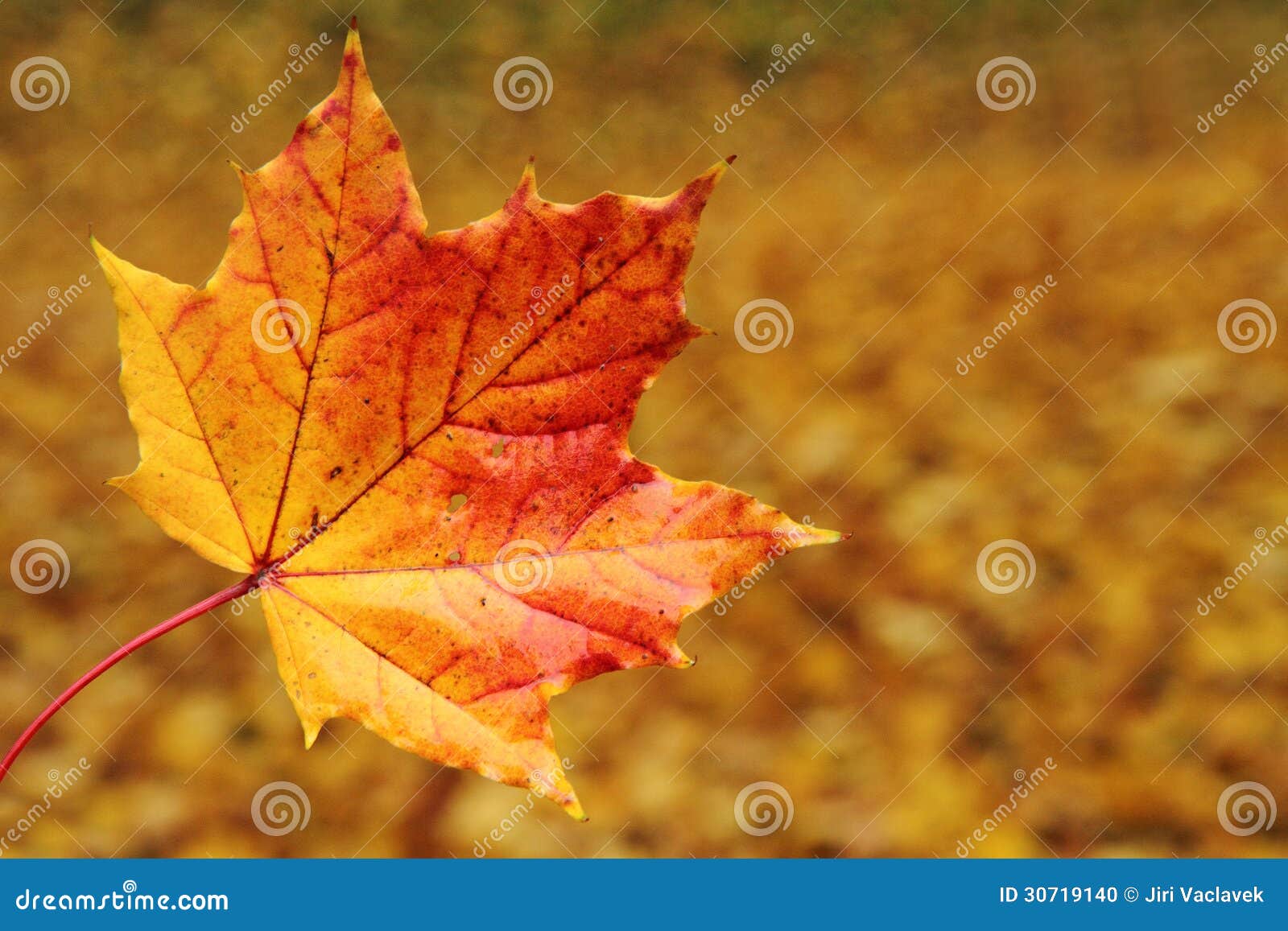 Autumn Leaves Natural Background Stock Photo - Image of detail ...