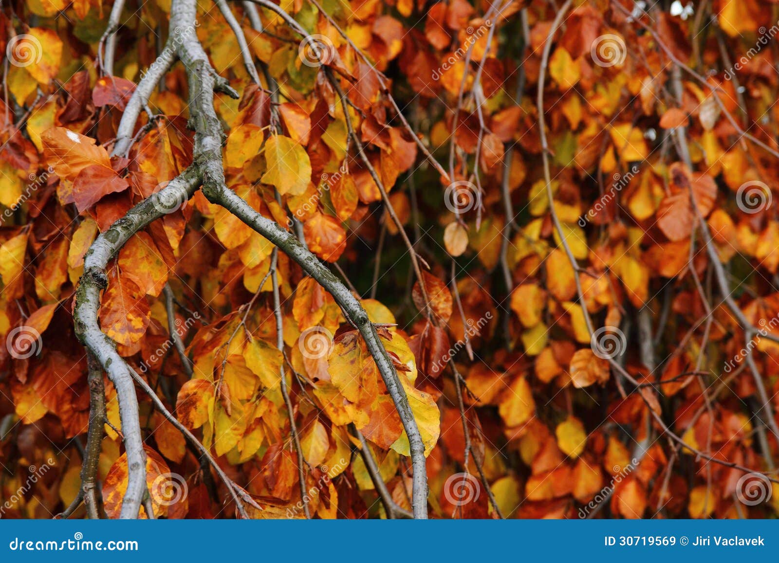 Autumn Leaves Natural Background Stock Image - Image of plant ...
