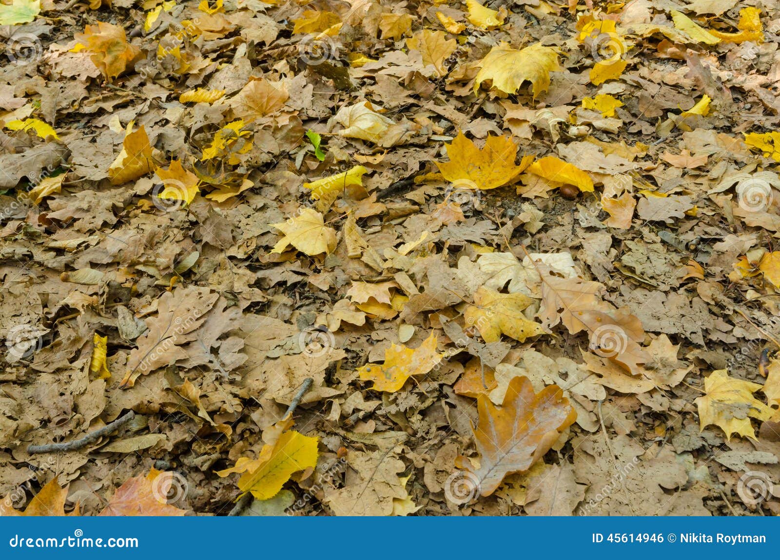 Autumn Leaves on a Natural Ground Stock Photo - Image of fall, outdoor ...
