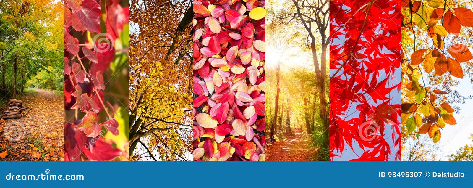 Autumn Leaves and Nature Landscapes Panoramic Collage Stock Image ...