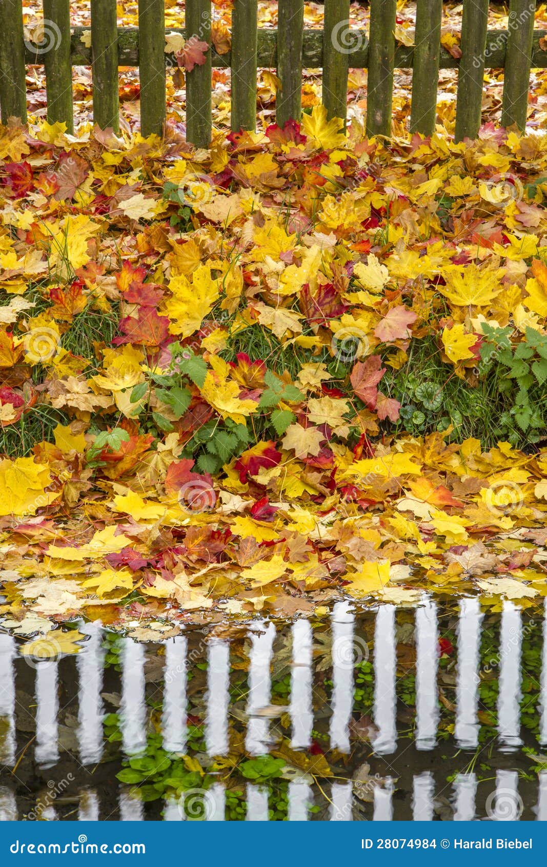 Autumn Leaves Near the Water Stock Photo - Image of color, closeup ...