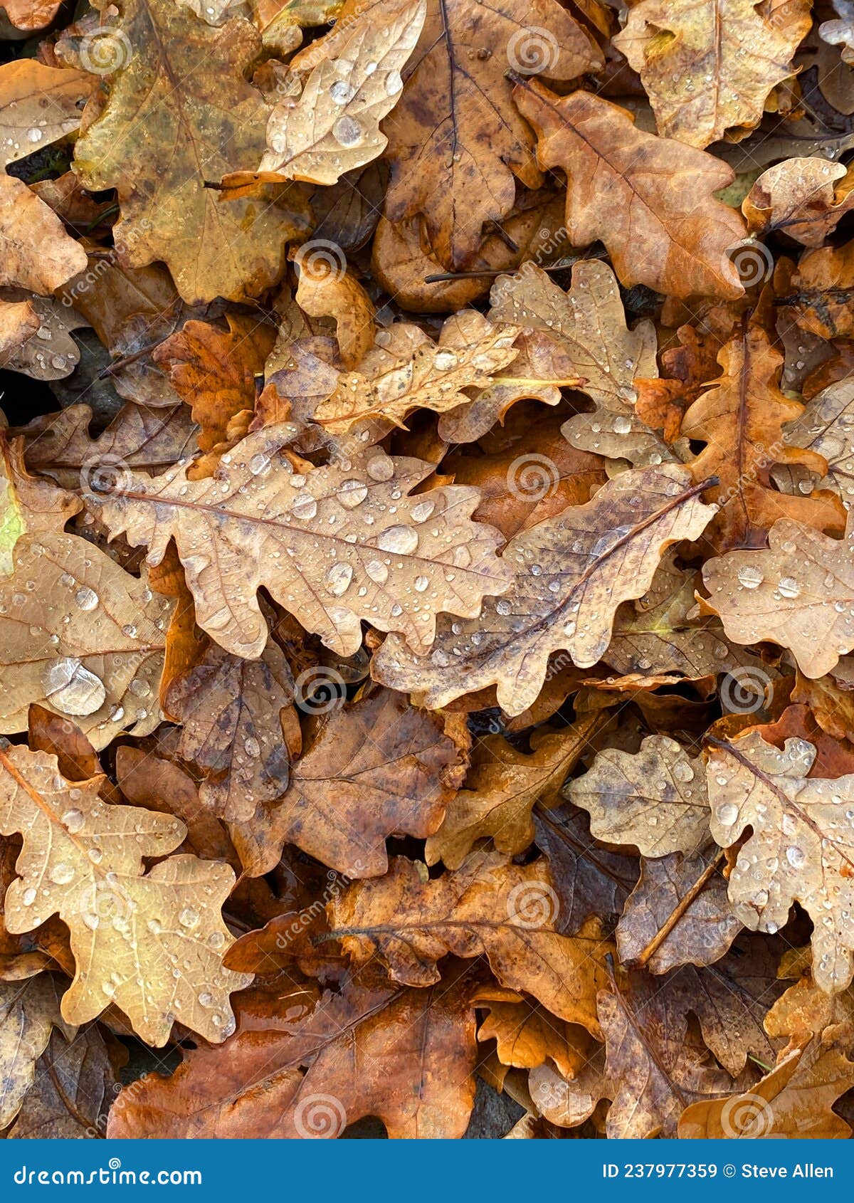 Autumn Leaves on the Forest Floor Stock Image - Image of woodland ...